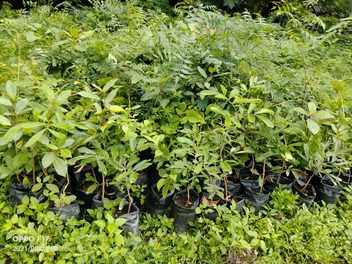 वृक्षारोपण व संवर्धनाचे कार्य - सामर्थ्य फाउंडेशन, अकोला